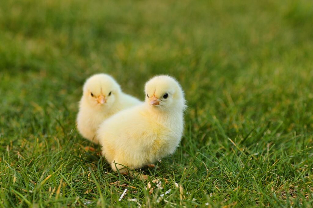 11 Chicks Dream Interpretation | DreamChrist | Dream Meaning