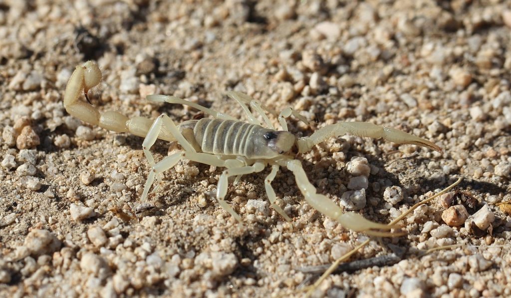 9 Scorpion Dream Interpretation: The Sting of Betrayal? | DreamChrist