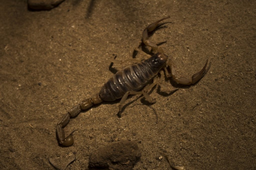 9 Scorpion Dream Interpretation: The Sting of Betrayal? | DreamChrist