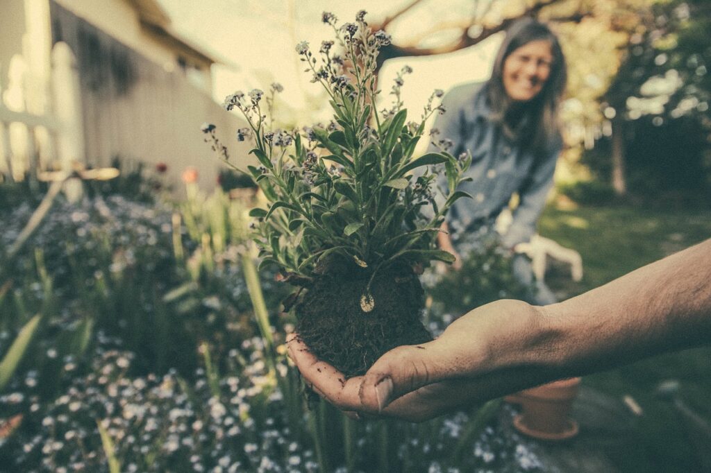 6 Planting Dream Interpretation: Growing Plants in Your Garden ...