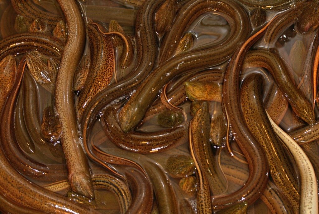 6 Eel Dream Interpretation - Let the Adventure Begin! | DreamChrist